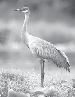 Beware of Wildlife “Introductions” - C.A.S.H. Committee To Abolish ...