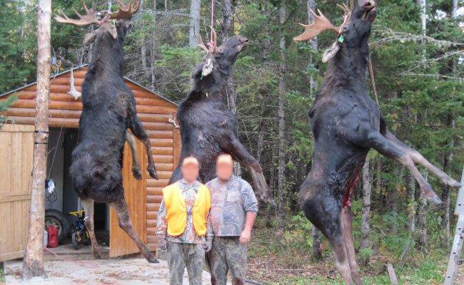 Moose Hunting is Plotted for NY - C.A.S.H. Committee To Abolish Sport ...