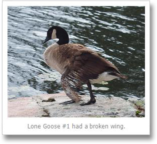 LIVING IN TERROR: WHAT THE CANADA GEESE AND I HAVE IN COMMON - C.A.S.H ...