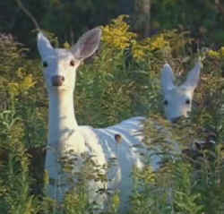 What Will Happen to the White Deer at the Seneca Army Depot? - C.A.S.H ...