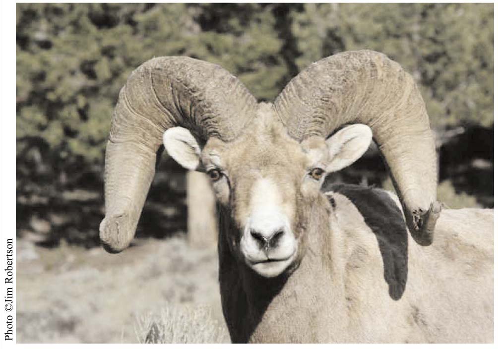 A BRIEF HISTORY OF HUNTING ANIMALS TO EXTINCTION - C.A.S.H. Committee ...