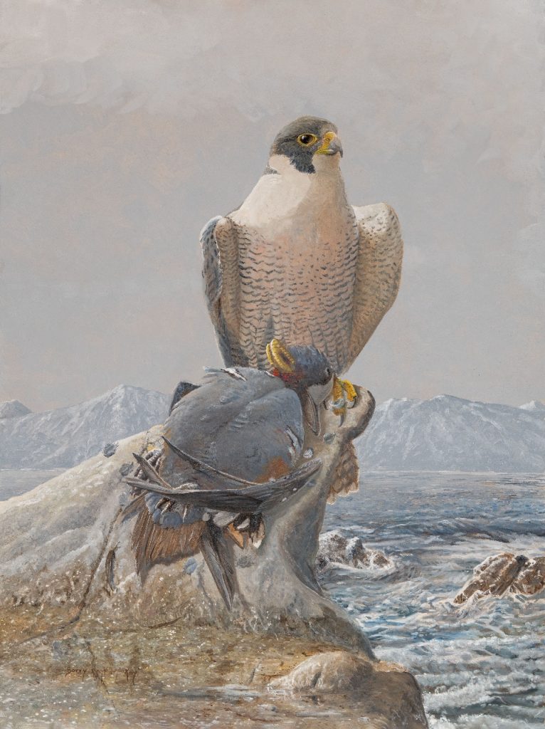 PEREGRINE FALCON - C.A.S.H. Committee To Abolish Sport Hunting